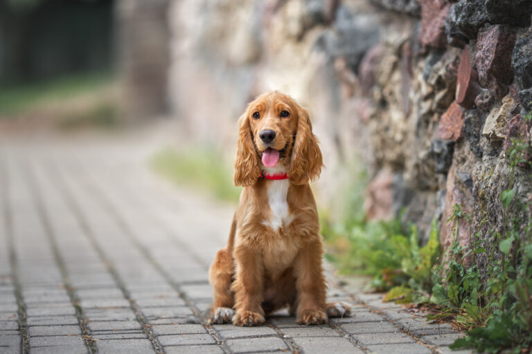 Tout savoir sur le cocker - monchiot